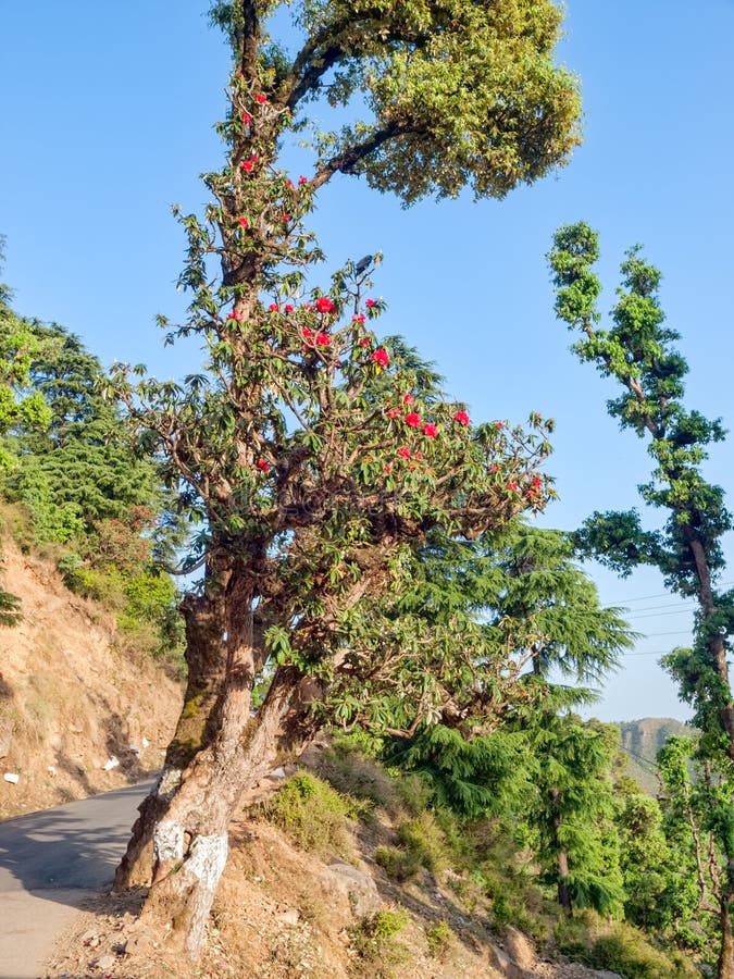 Rhododendron arboreum stock photo. Image of natural, arboreum - 24630434