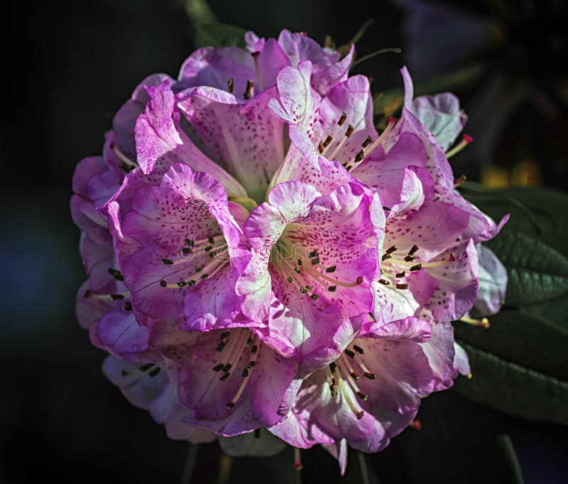 Rhododendron Arboreum Smith Subsp, Delavayi or Franch or Chamberlain or ...
