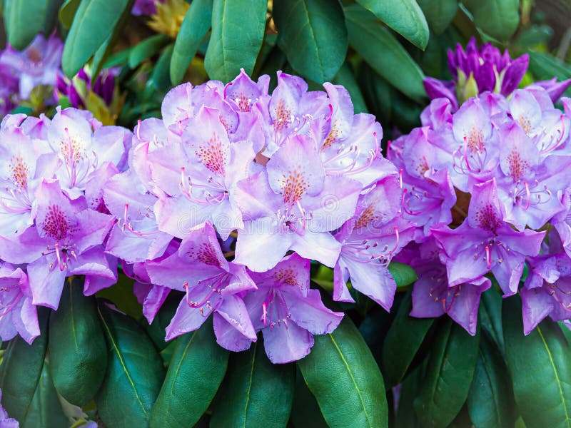 Rhododendron Background stock image. Image of colored - 240952321