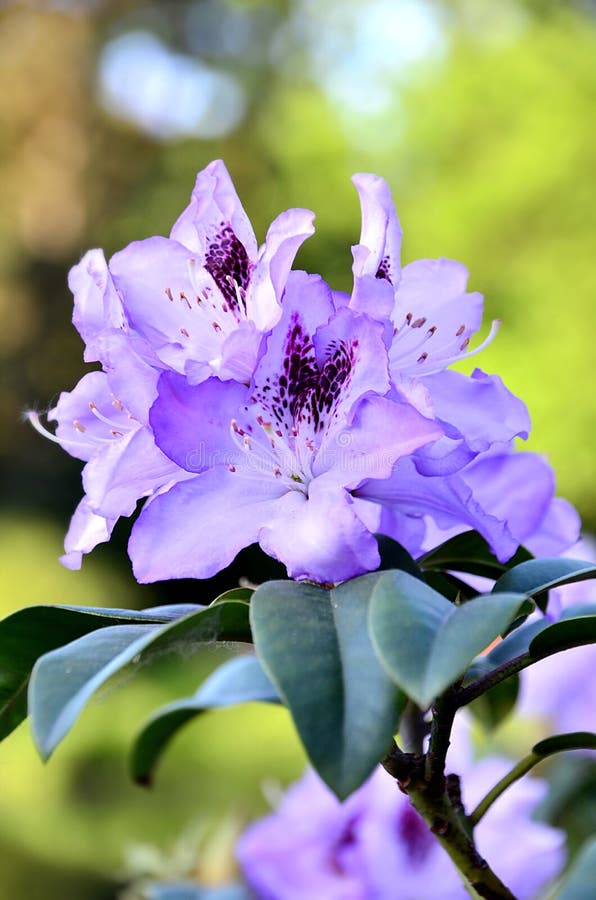 Rhododendron - Beautiful Flowers Stock Image - Image of flowers ...