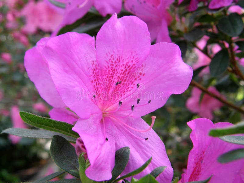 Rhododendron. Beautiful Flowers. Stock Photo - Image of plants, biology ...