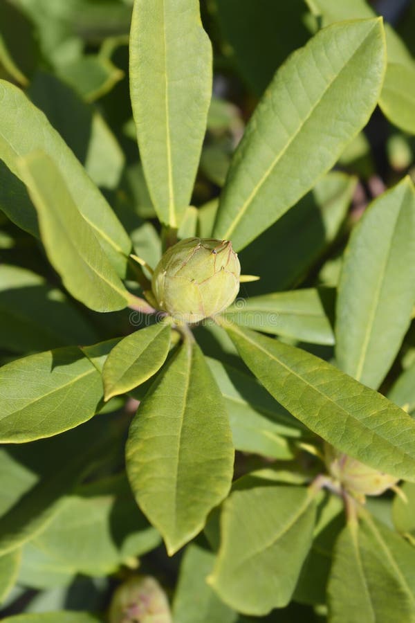 Rhododendron Bernstein stock image. Image of plant, leaves - 377906349