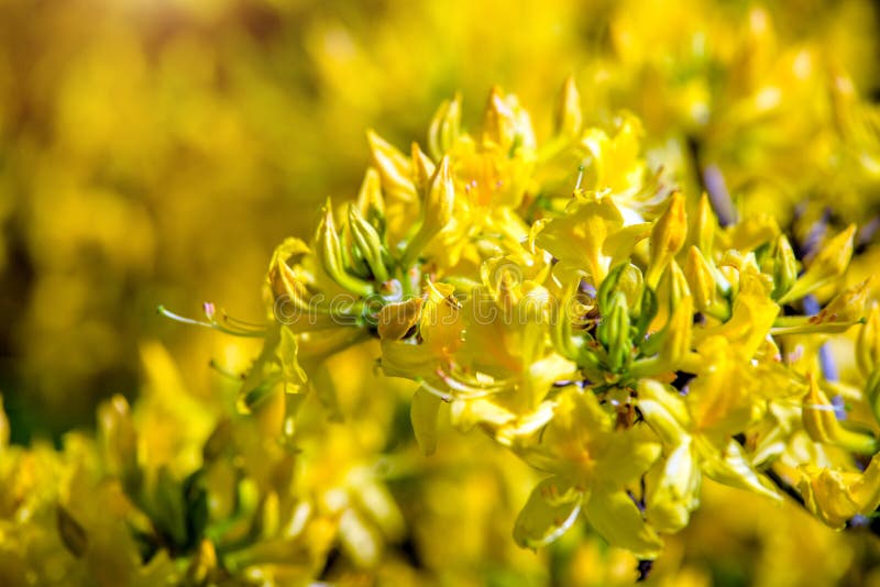 Yellow rhododendron blooms stock photo. Image of seasonal - 243567318