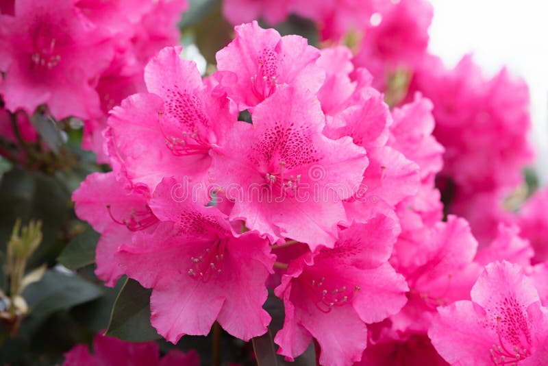 Rhododendron Blossom Dark Pink Stock Photo - Image of june, beautiful ...
