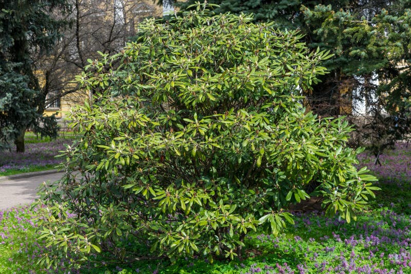 Rhododendron Bush in a Garden Setting Stock Image - Image of ...