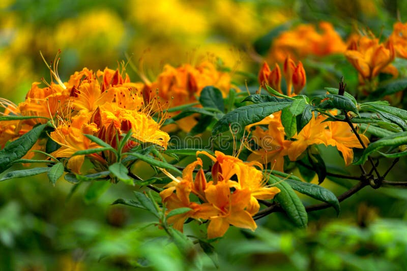A Rhododendron Bush with Many Beautiful Orange Flowers. Stock Photo ...