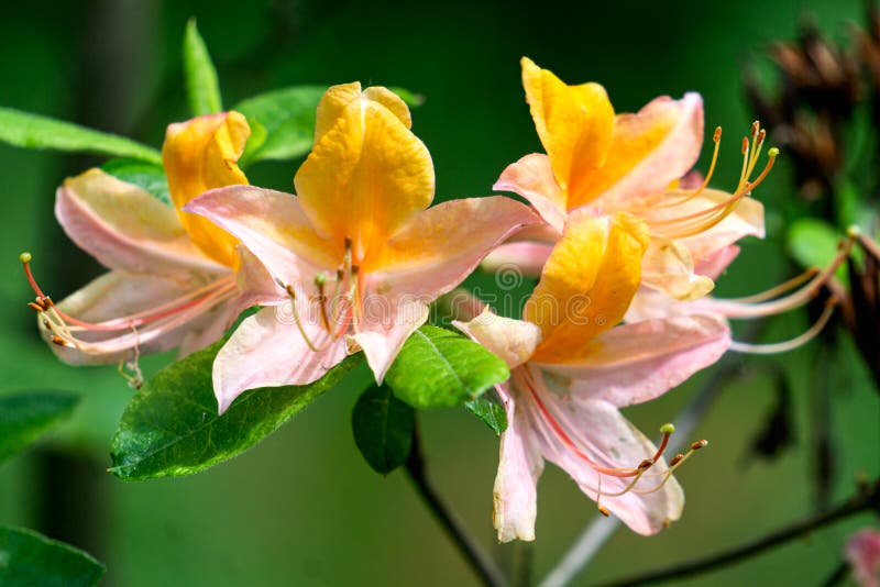 A Rhododendron Bush with Many Beautiful Orange Flowers. Stock Image ...