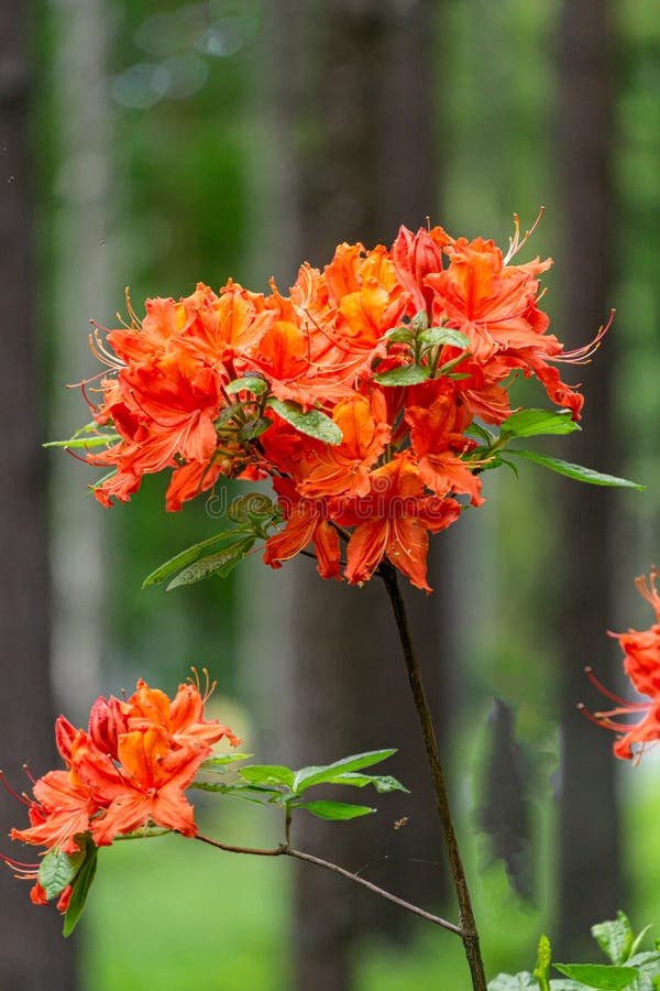 A Rhododendron Bush with Many Beautiful Orange Flowers. Stock Image ...