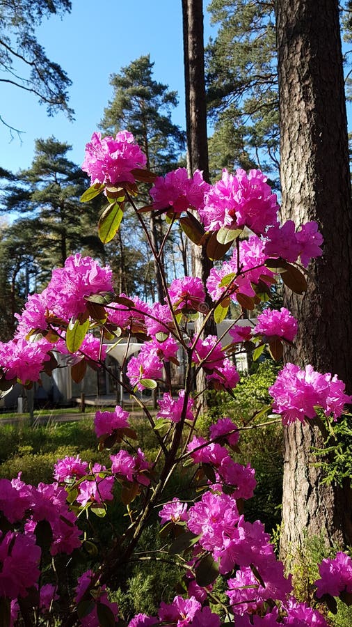 Rhododendron Bushes Bloom with Very Beautiful Multi-colored Flowers ...