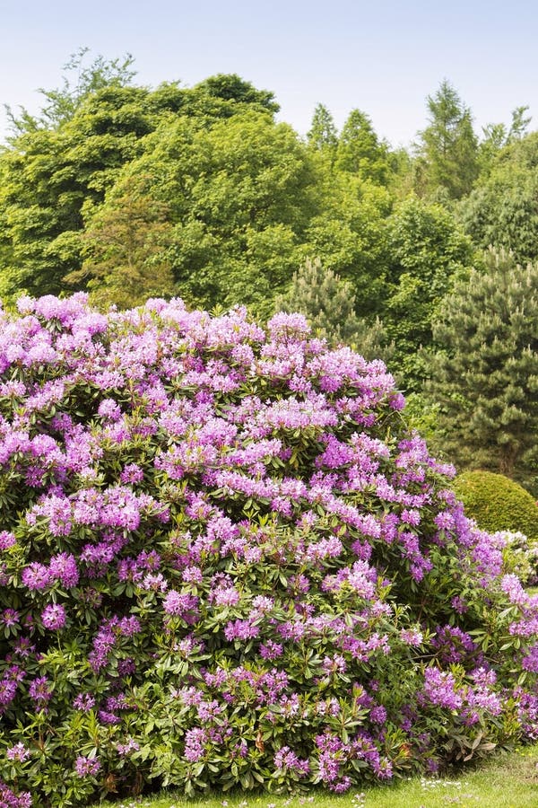 Rhododendron Bushes In Summer Garden Stock Photo - Image of leaf ...