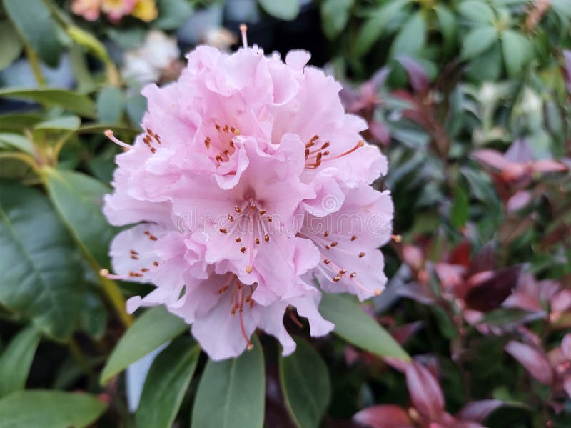 Rhododendron Christmas Cheer Stock Image - Image of leaf, floral: 311623453