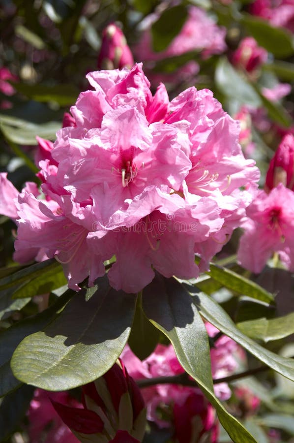 Rhododendron stock image. Image of colored, macro, summer - 174203697