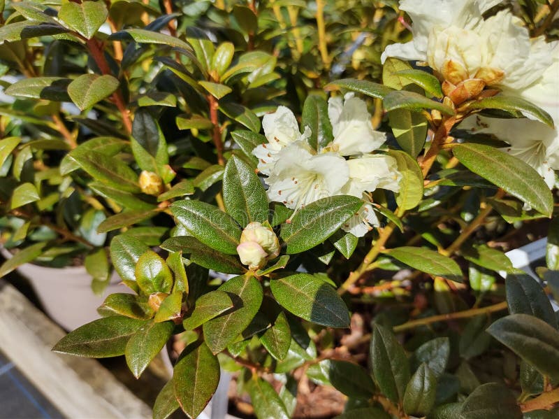 Rhododendron Cream Crest stock photo. Image of backdrop - 323478054