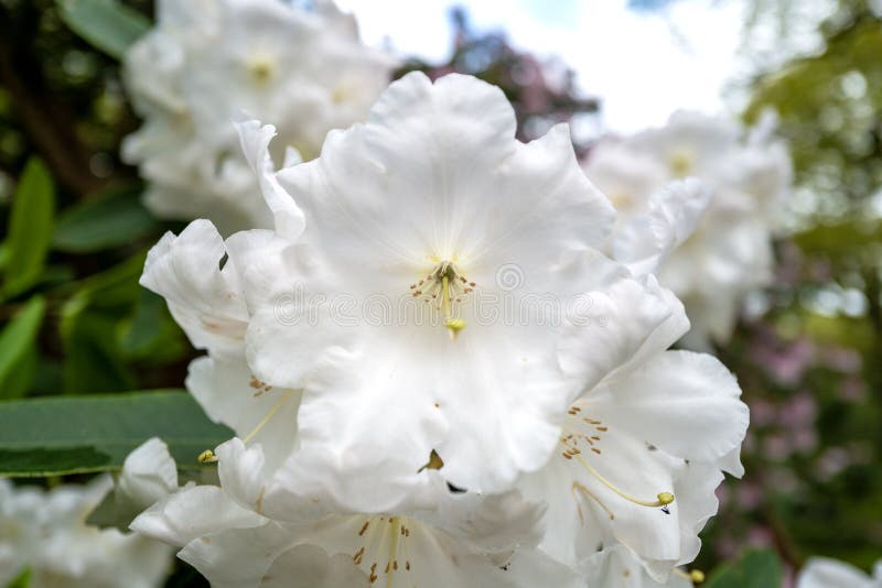 Oki Koki Stock Photos - Free & Royalty-Free Stock Photos from Dreamstime