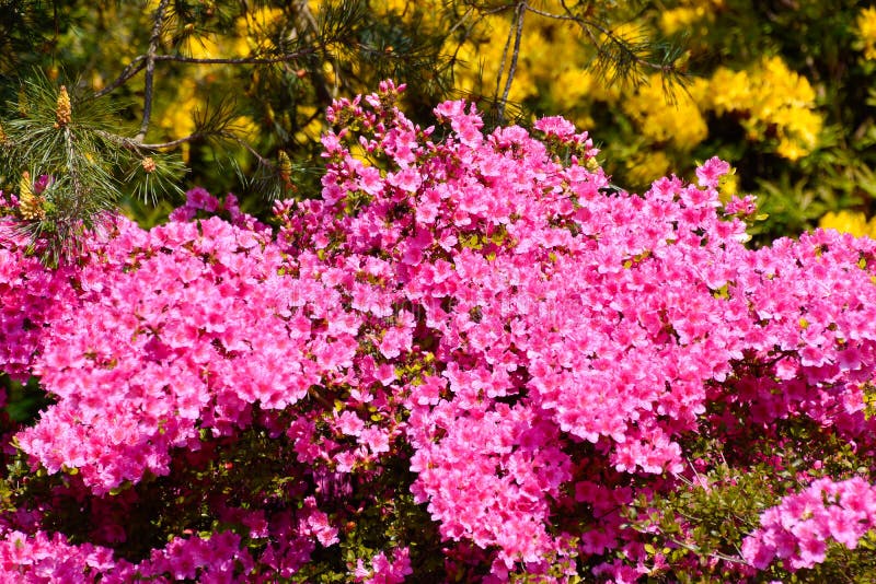 Rhododendron in Different Colors and Different Varieties Stock Photo ...