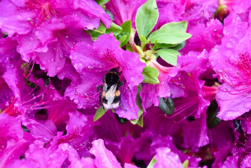 Rhododendron in Different Colors and Different Varieties Stock Photo ...