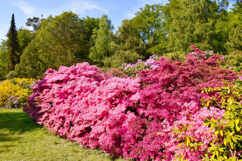 Rhododendron in Different Colors and Different Varieties Stock Photo ...