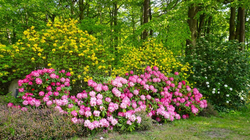 Rhododendron in Different Colors and Different Varieties Stock Photo ...