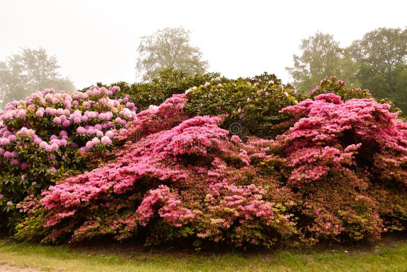 Rhododendron in Different Colors and Different Varieties Stock Image ...