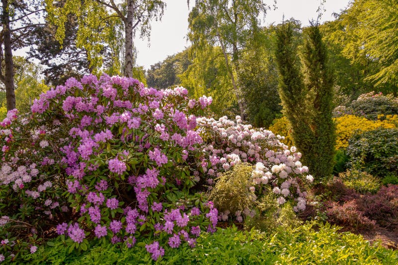 Rhododendron in Different Colors and Different Varieties Stock Image ...
