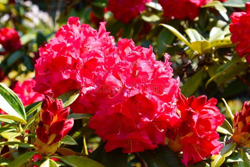 Rhododendron in Different Colors and Different Varieties Stock Image ...