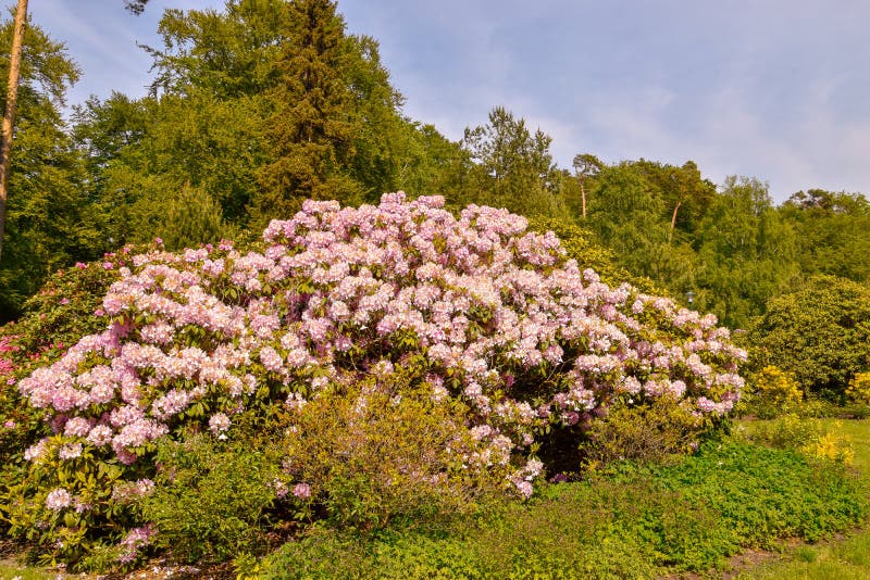 Rhododendron in Different Colors and Different Varieties Stock Image ...