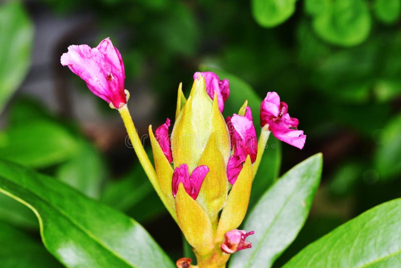 Rhododendron early blossom stock photo. Image of england - 81420640