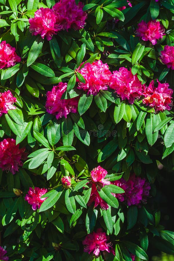 Evergreen Rhododendron N the Park on a Sunny Day Stock Image - Image of ...