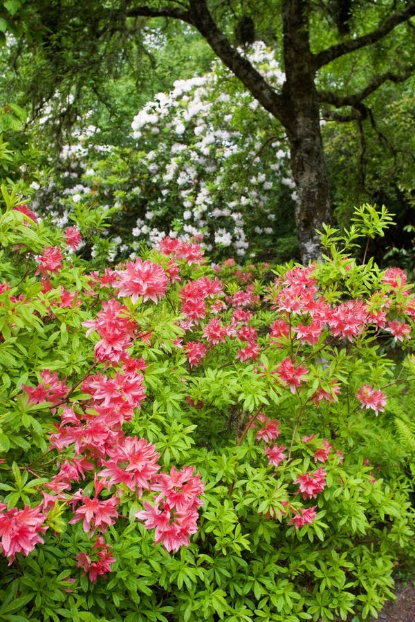 Rhododendron flower stock photo. Image of foliage, grow - 4067222