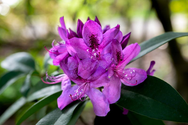 Anah Feet Stock Photos - Free & Royalty-Free Stock Photos from Dreamstime