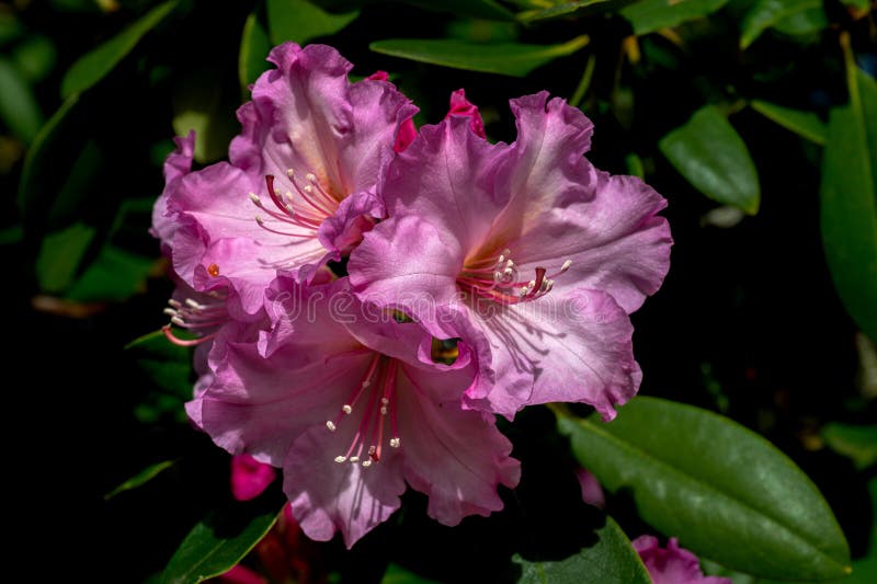 Rhododendron Flower in Spring Stock Image - Image of seasonal, garden ...