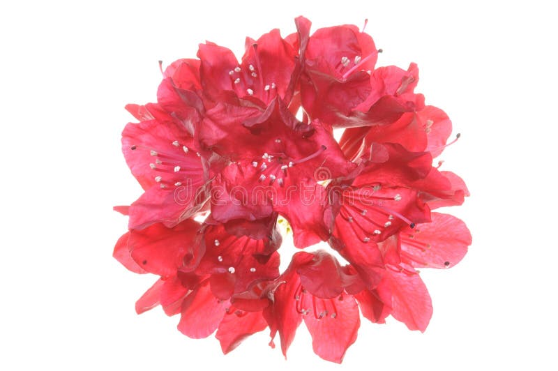 Red rhododendron flower stock photo. Image of freshness - 33480934