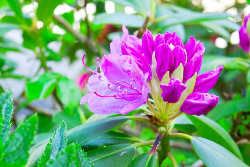 Rhododendron flower. stock image. Image of petal, single - 31605511