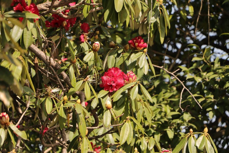 Rhododendron Flower Tree. Also Known As Burans or Laligurans or Simply ...