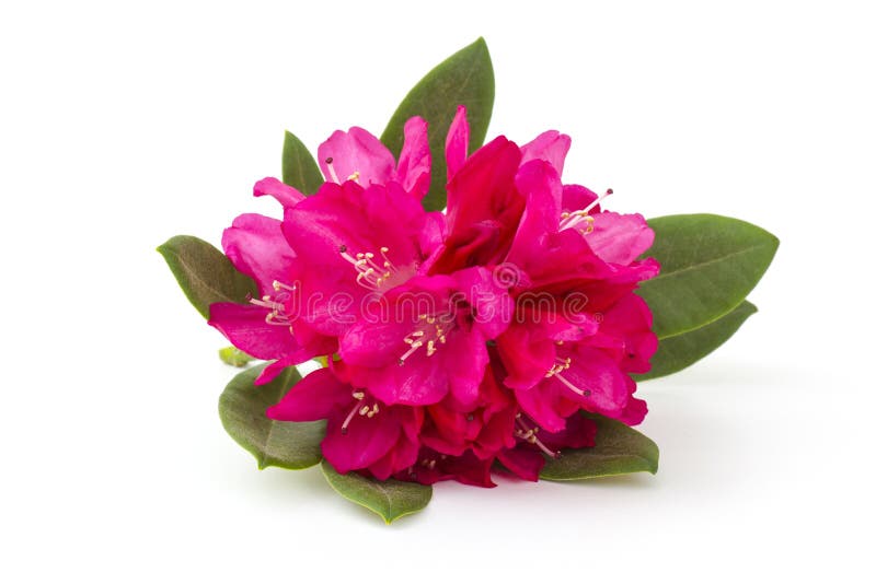 Nepeta (catmint) stock photo. Image of flower, catmint - 25081876