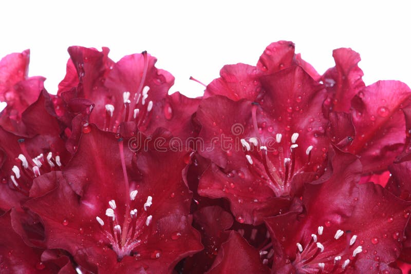Red rhododendron flower stock photo. Image of freshness - 33480934