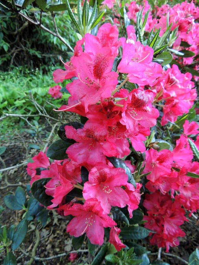 Rhododendron during Flowering Stock Image - Image of clean, curved ...