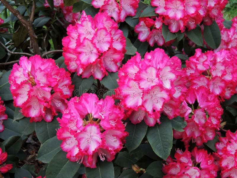 Rhododendron during Flowering Stock Image - Image of rhododendron ...