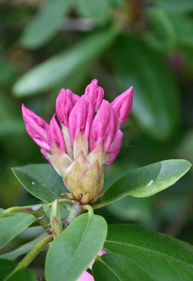 Rhododendron Flowers stock photo. Image of color, isolated - 72159724
