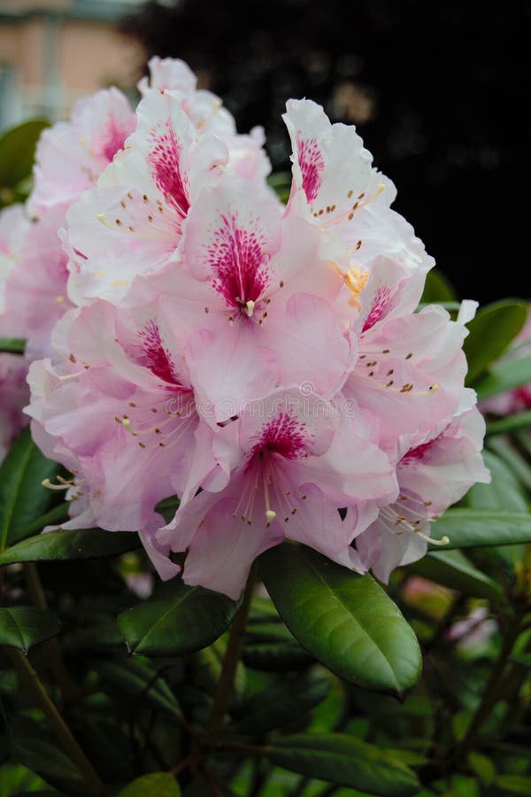 Rhododendron Flowers stock photo. Image of color, season - 93365808