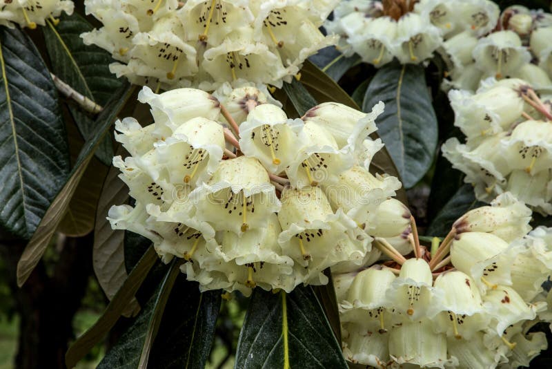 Rhododendron Flowers Blooming on a Large Tree Stock Image - Image of ...