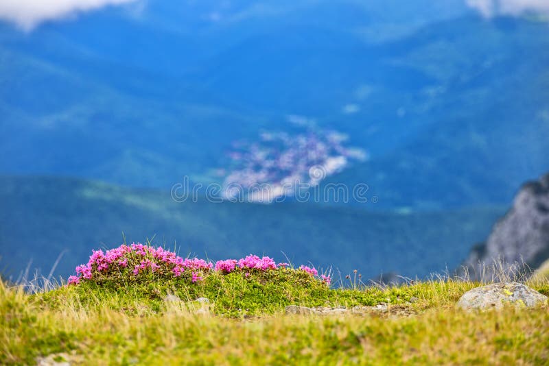 Rhododendron Flowers in Bucegi Mountains Stock Photo - Image of summer ...