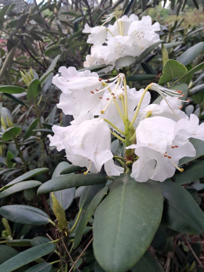 Rhododendron flowers bush stock photo. Image of nature - 361047616