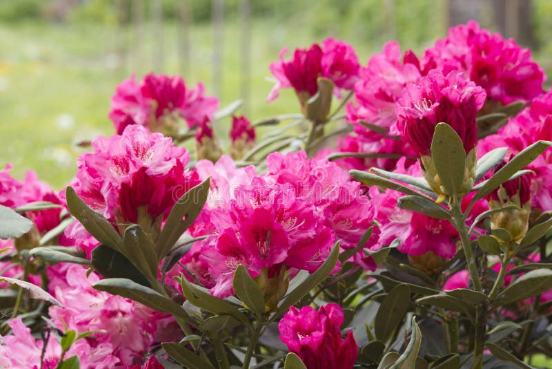 Rhododendron stock image. Image of display, blooming, fresh - 844373