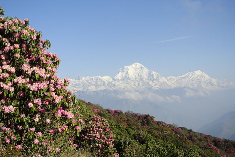Rhododendron Forest and Mountains in Nepal Stock Image - Image of ...