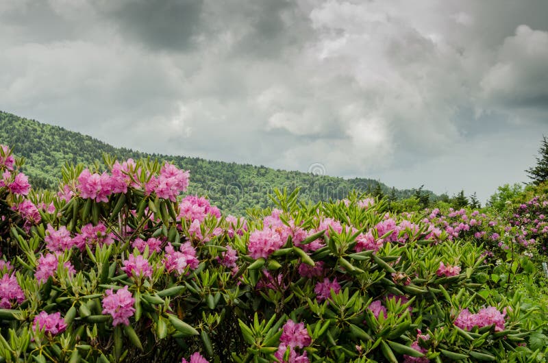 Rhododendron in Front of Blue Ridge Stock Image - Image of national ...