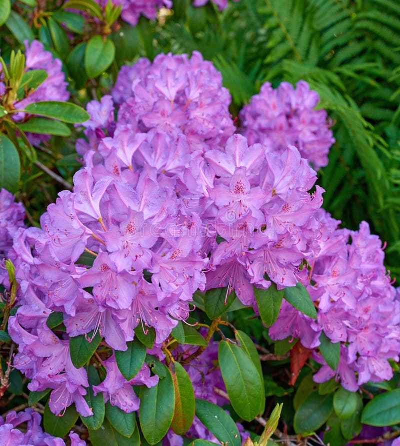 Rhododendron - Garden Flowers in May Stock Image - Image of morning ...
