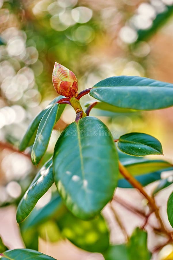 Rhododendron - Garden Flowers in May Stock Photo - Image of white ...