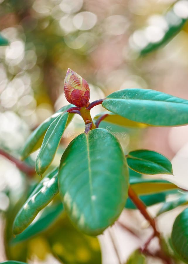 Rhododendron - Garden Flowers in May Stock Photo - Image of outdoors ...