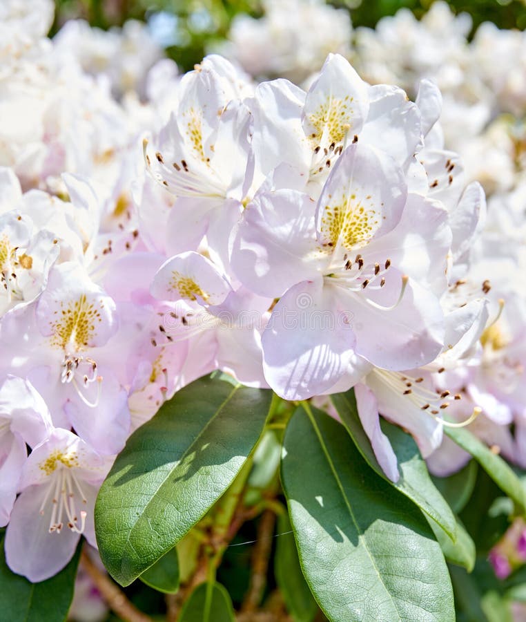 Rhododendron - Garden Flowers in May Stock Photo - Image of portrait ...